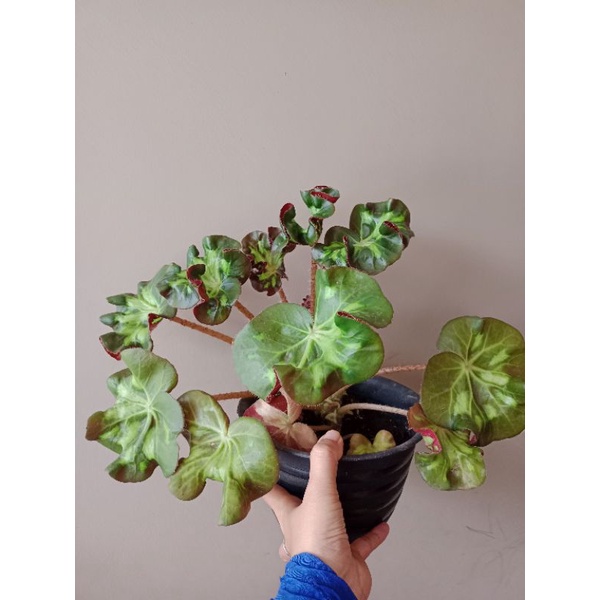 Jual Bunga begonia Keriting atau begonia kriwul Tanaman Hias | Shopee ...