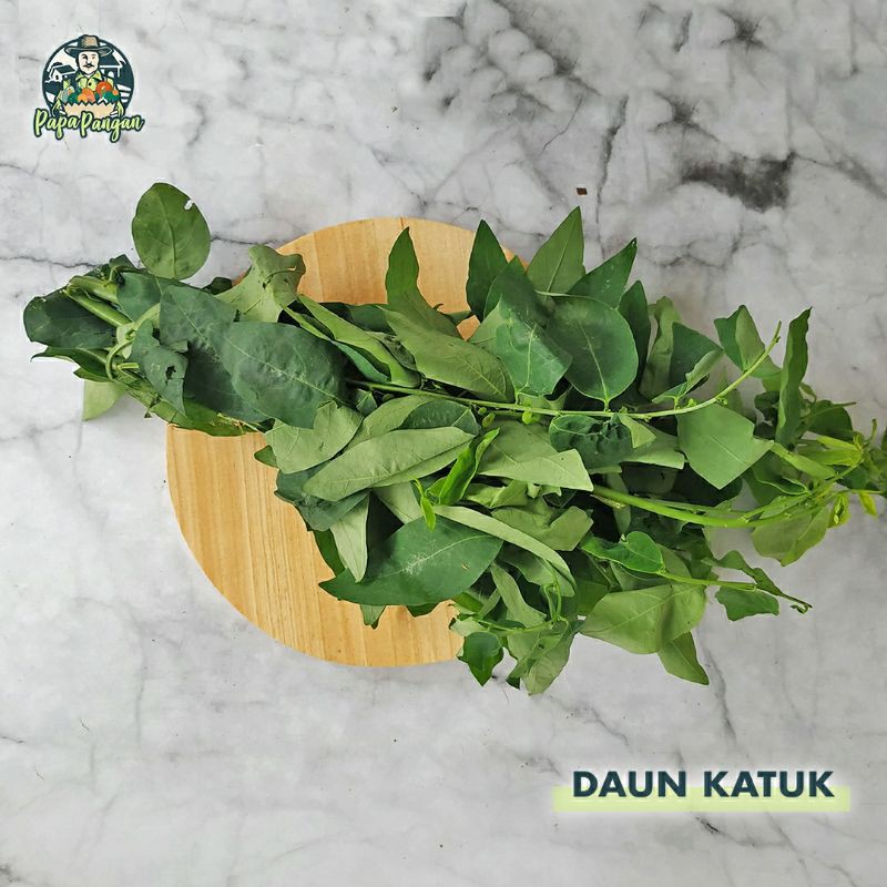 Jual DAUN KATUK Papapangan - 150 gram | Shopee Indonesia