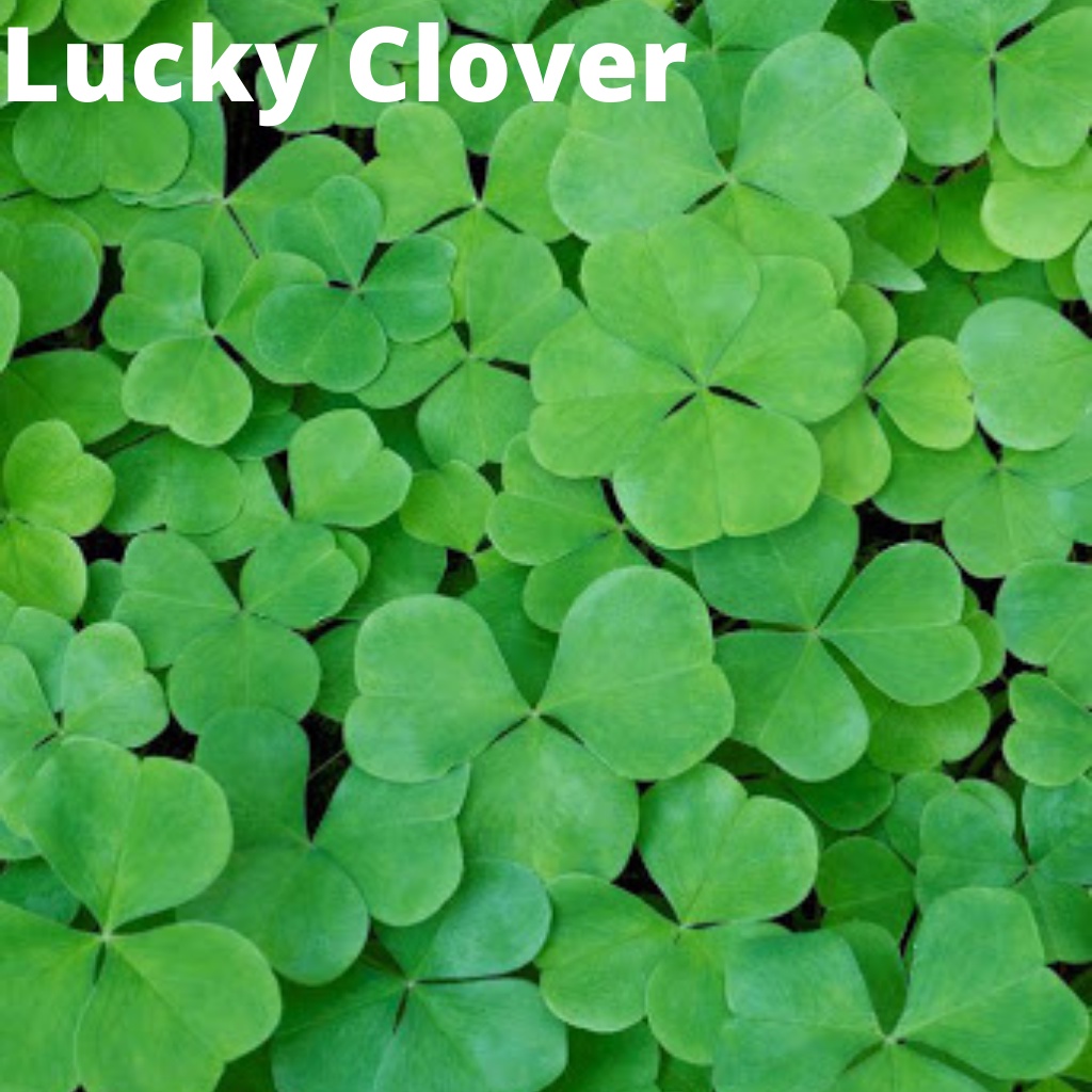 Jual Lucky clover bibit benih tanaman rumput air seed aquascape ...