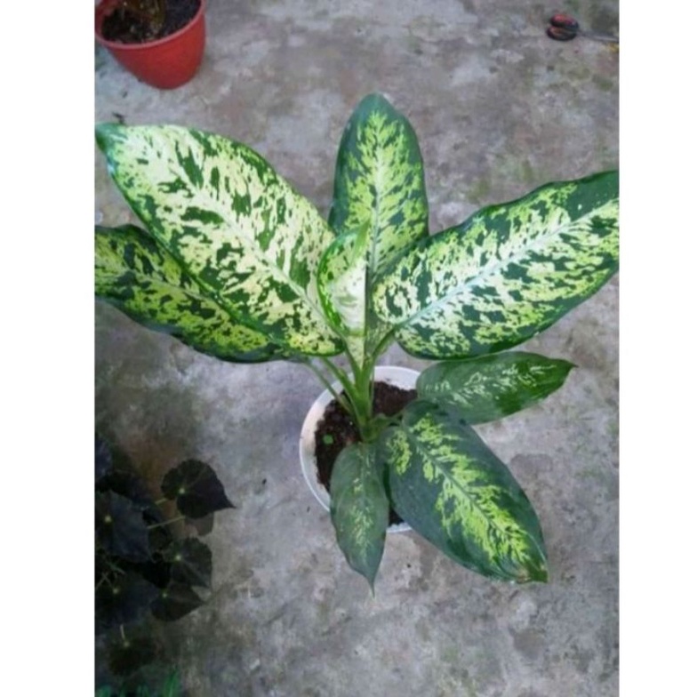 Jual Tanaman Hias Diven garuda | Shopee Indonesia