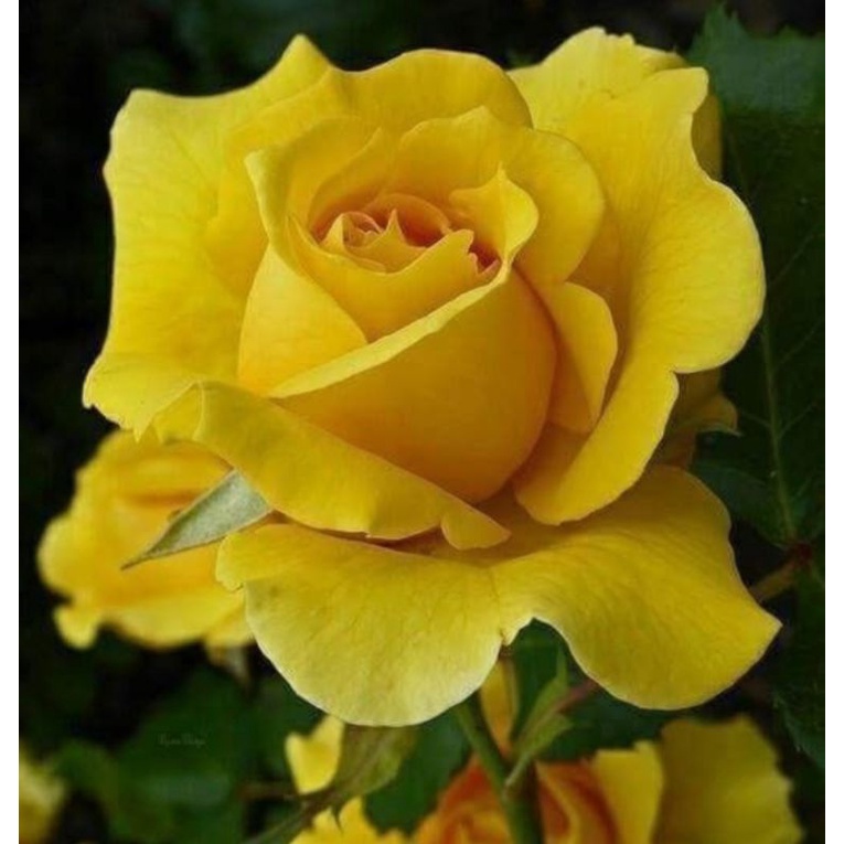 Jual TANAMAN BUNGA MAWAR CANDY YELLOW | Shopee Indonesia