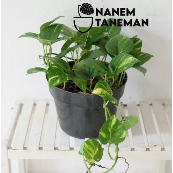 Jual Nanem Taneman - Sirih Gading Hijau - Tanaman Gantung | Shopee ...