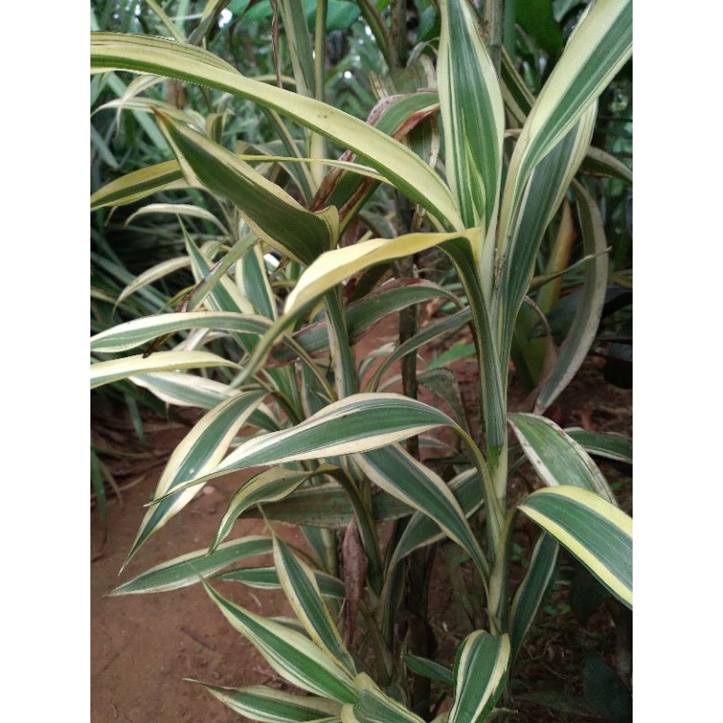 Jual stek tanaman bambu hoki putih atau sri rezeki per 2batang | Shopee ...