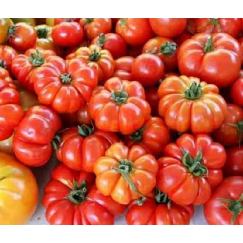 Jual benih tomat rewako 10000 isi 15 benih | Shopee Indonesia