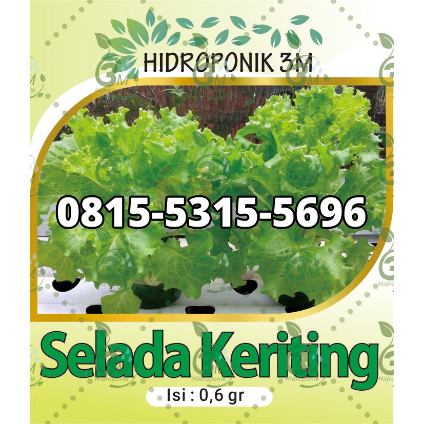 Jual Benih - Selada Keriting - Repack | Shopee Indonesia