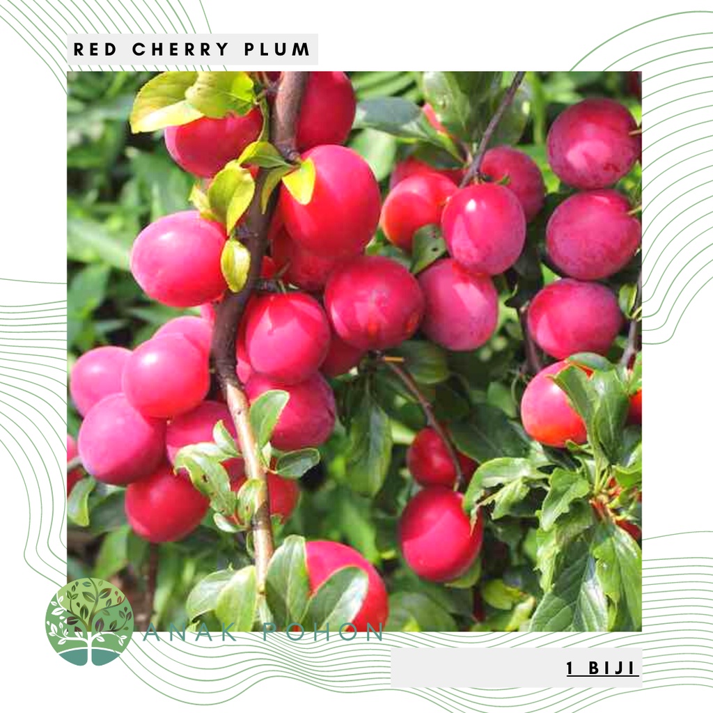 Jual Benih Bibit Biji - Buah Plum Ceri Merah / Prem Ceri / Red Cherry ...