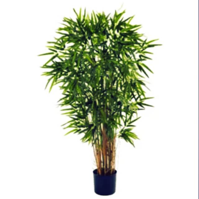 Jual Tanaman hias bambu kuning mini | Shopee Indonesia