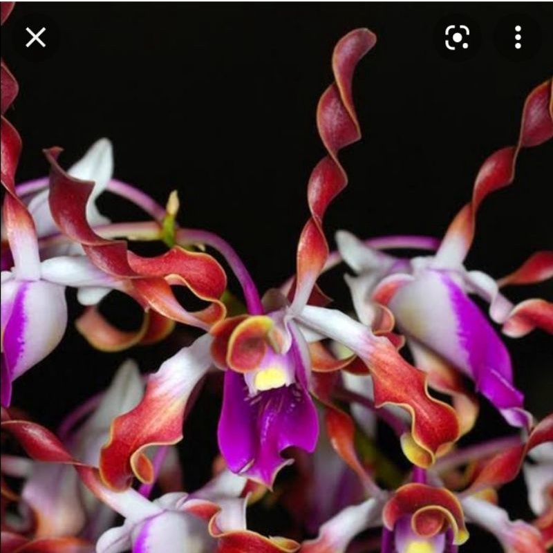 Jual anggrek dendrobium lasiantera spike blue remaja | Shopee Indonesia
