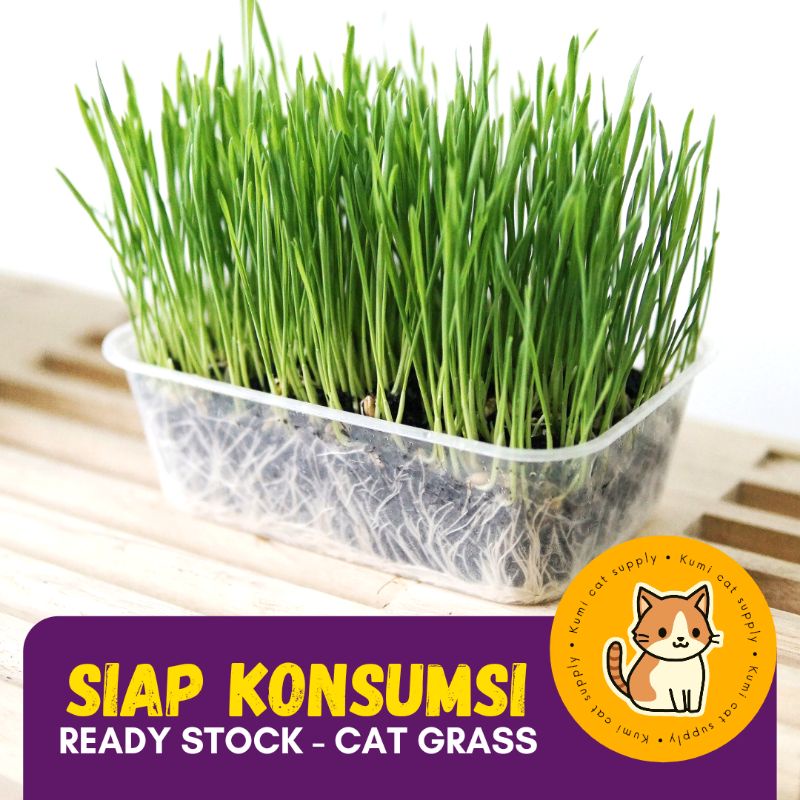 Jual RUMPUT KUCING BIG BOX SIAP PANEN - Rumput Gandum Wheatgrass ...