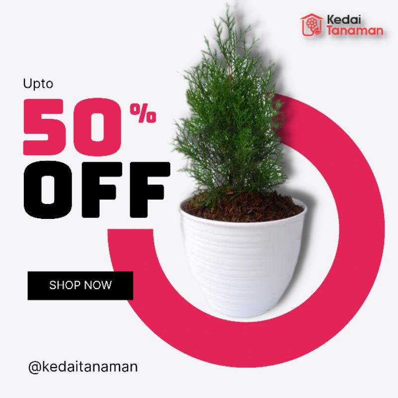 Jual Tanaman Hidup CEMARA RENTES - Pohon Cemara Wangi Renthes - Tanaman ...