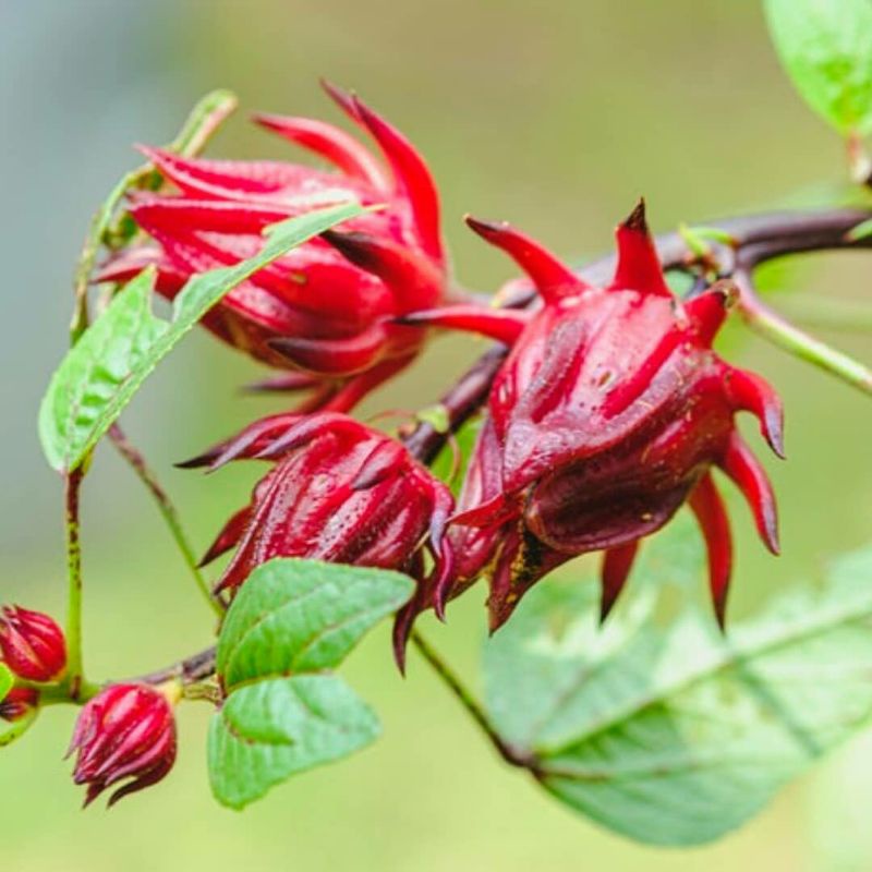 Jual BIJI Bunga Rosella Merah (20 Biji) | Shopee Indonesia