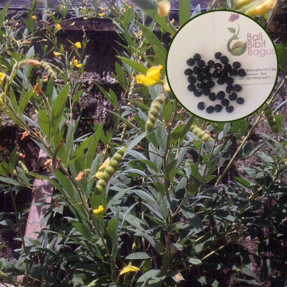 Jual Benih Biji Bibit Undis Hitam - Gude - Kacang Bali - Cajanus cajan ...