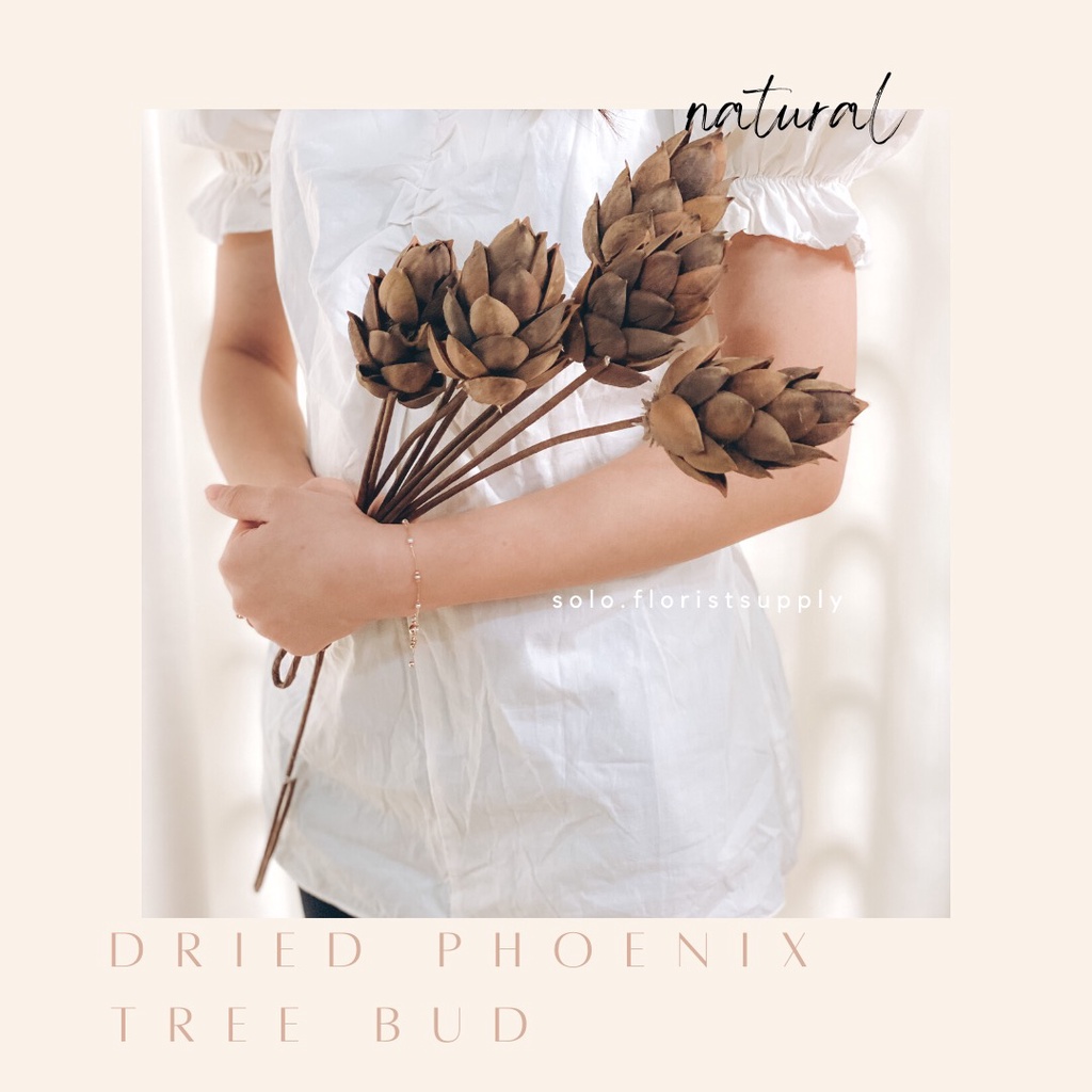 Jual PHOENIX TREE BUD DRIED FLOWER BUNGA KERING BIJI KENARI WALNUT SEED ...