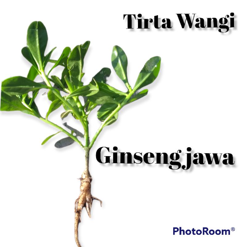 Jual ginseng jawa bibit ginseng jawa som jawa | Shopee Indonesia