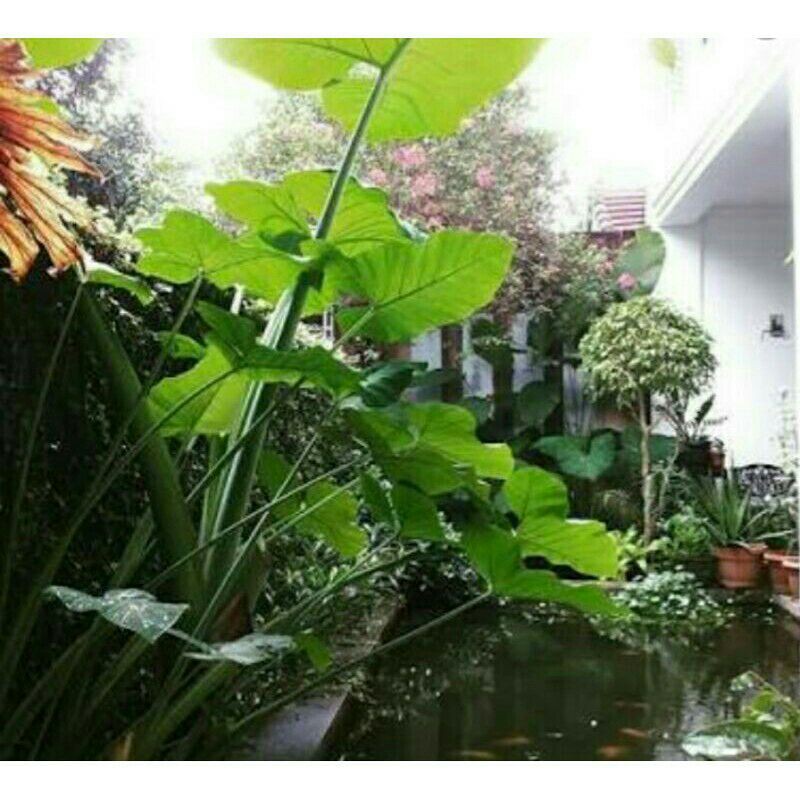 Jual BIBIT UNGGUL TALAS KIMPUL / BALITUNG ISI 10 POHON | Shopee Indonesia