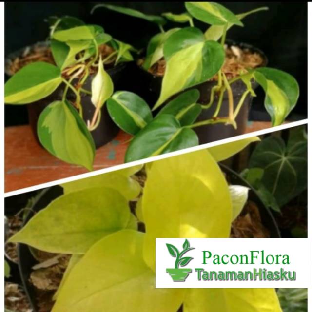 Jual JUAL 2 PAKET TANAMAN HIAS GANTUNG / SIRIH GADING LOVE / KUNING ...