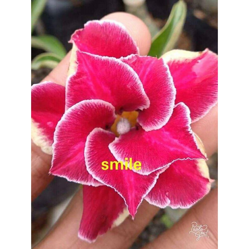 Jual bibit Adenium Kamboja Bunga Smile | Shopee Indonesia