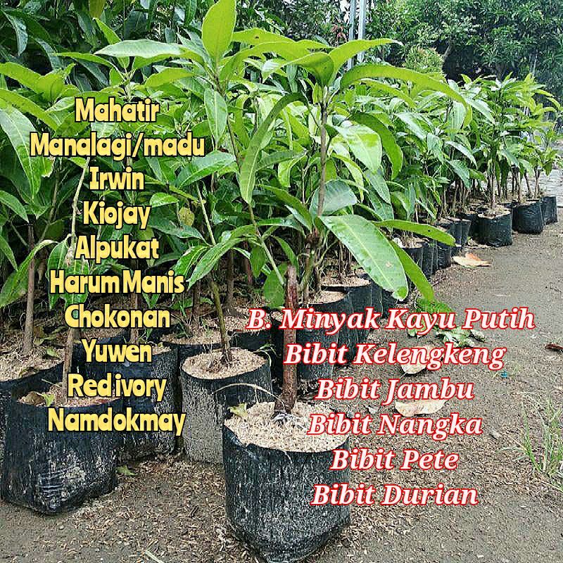 Jual Bibit Mangga JENIS LENGKAP ( manalagi, harumanis, kiojay, Mahatir ...