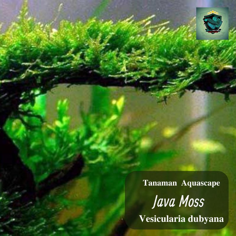 Jual Java Moss/Tanaman Aquascape Moss/Java mos | Shopee Indonesia