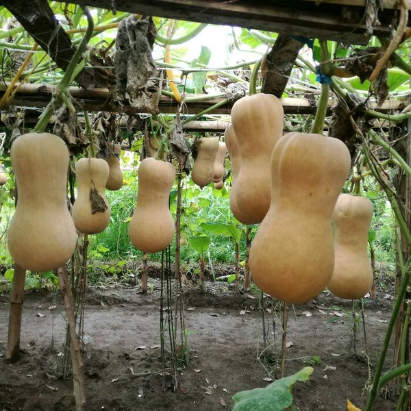 Jual Victory Seed Bibit Benih Labu Butternut (Isi 1 Biji) | Shopee ...