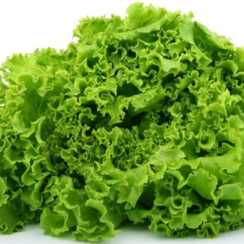 Jual Selada Segar 500 gr Sayur Segar Cikarang Sayur Murah Bekasi ...