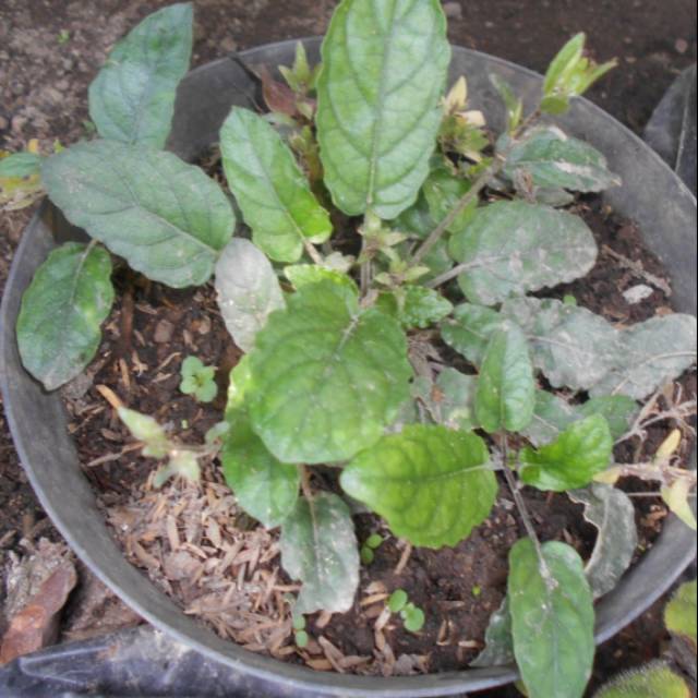 Jual GEMPUR BATU | Shopee Indonesia