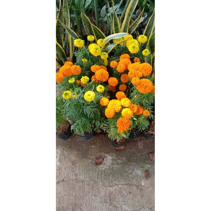 Jual Tanaman hias bunga marygold/marigold /Mary gold kuning dan oranye ...