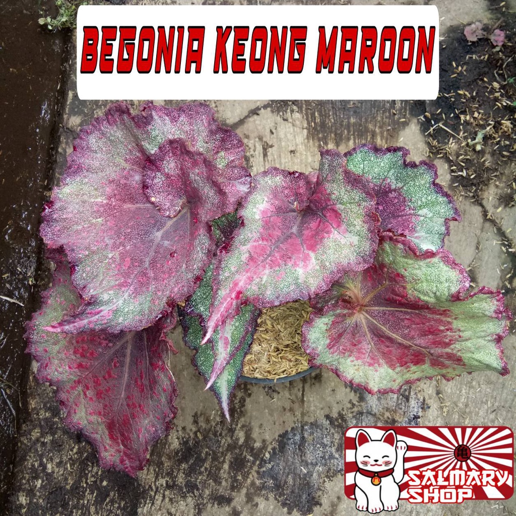 Jual Tanaman Hias Bunga Begonia Rex Keong Maroon Keong Maron Keong Api ...