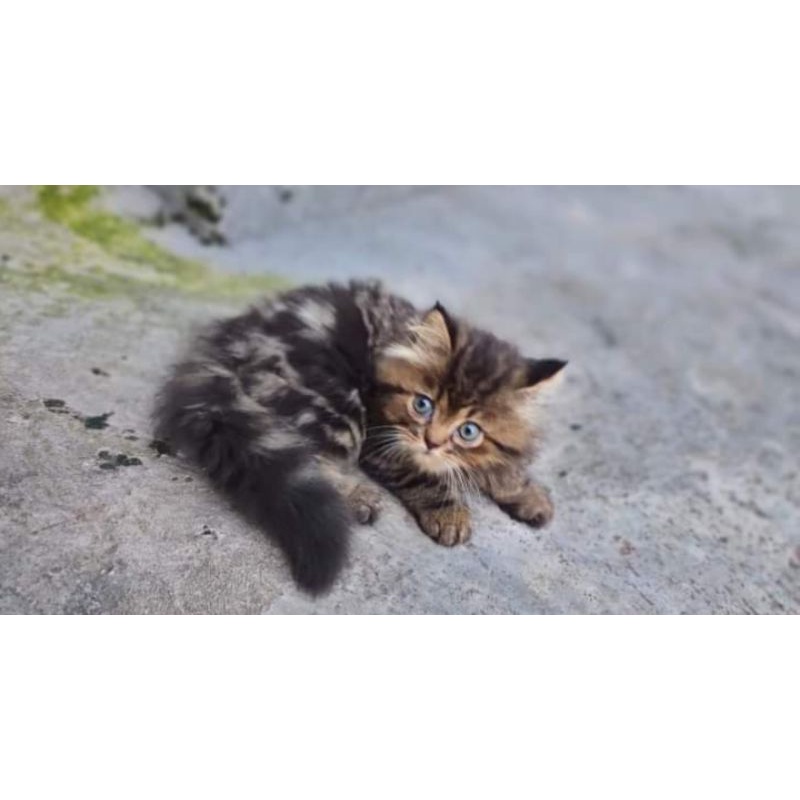 Jual kucing marble | Shopee Indonesia