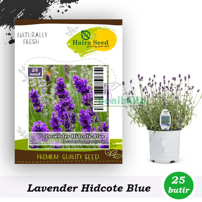 Jual Benih-Bibit Bunga Lavender Hidcote Blue (Haira Seed) | Shopee ...