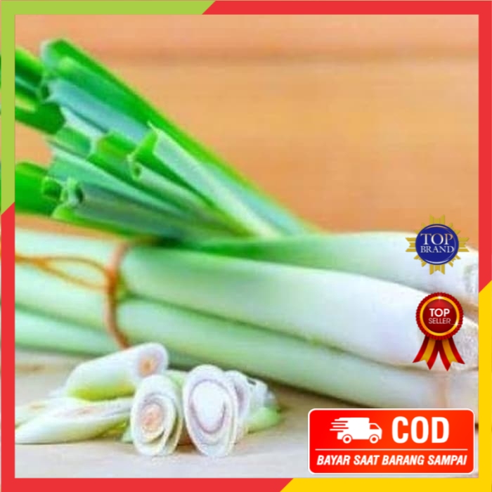 Jual SEREH SEGAR DAUN SERAI WANGI 500GR | Shopee Indonesia