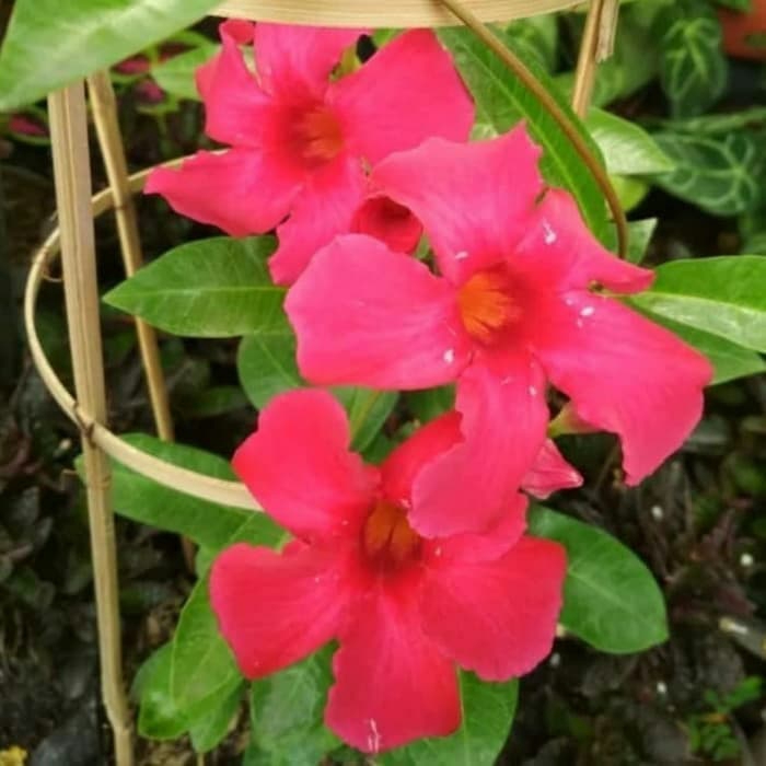 Jual benih tanaman alamanda merah/bunga terompet tanaman taman store ...