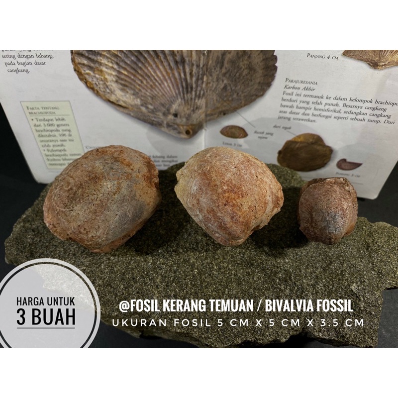 Jual Fosil Kerang Temuan B5 atau Fosil Kijing atau Fosil Bivalvia ...