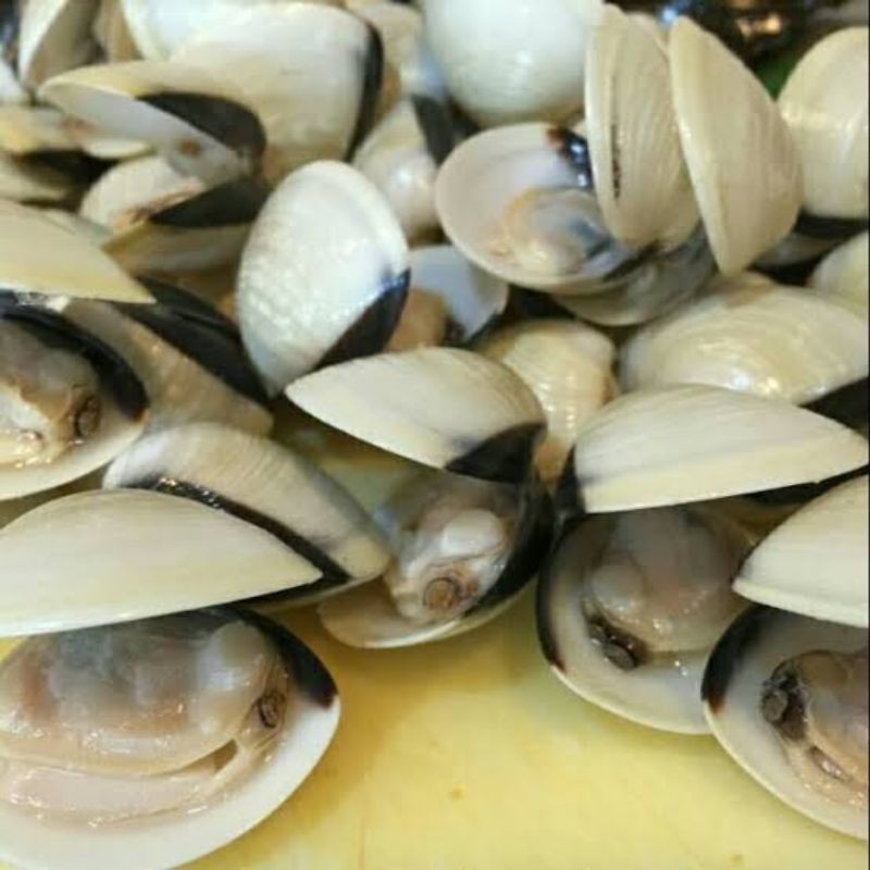 Jual Kerang Tahu @1Kg | Shopee Indonesia