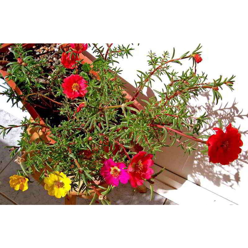 Jual tanaman hias Bunga gelang warna warni | Shopee Indonesia