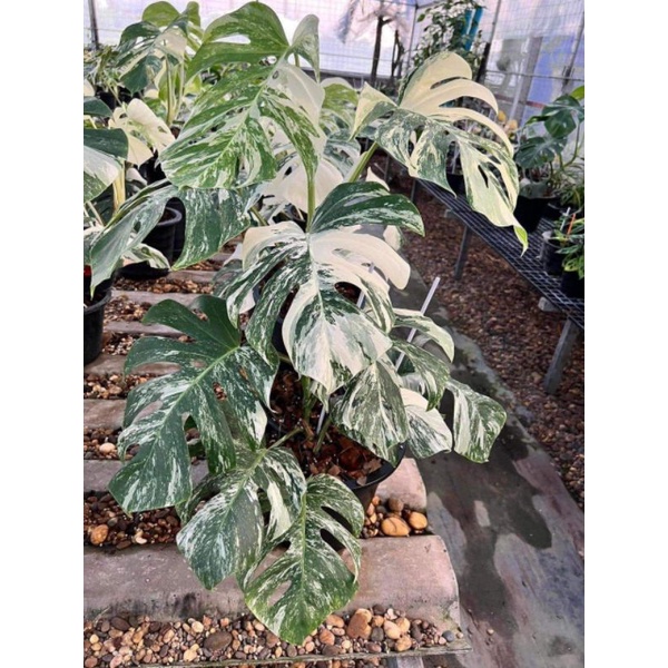 Jual Tanaman Hias | Monstera Variegata Marble | Shopee Indonesia