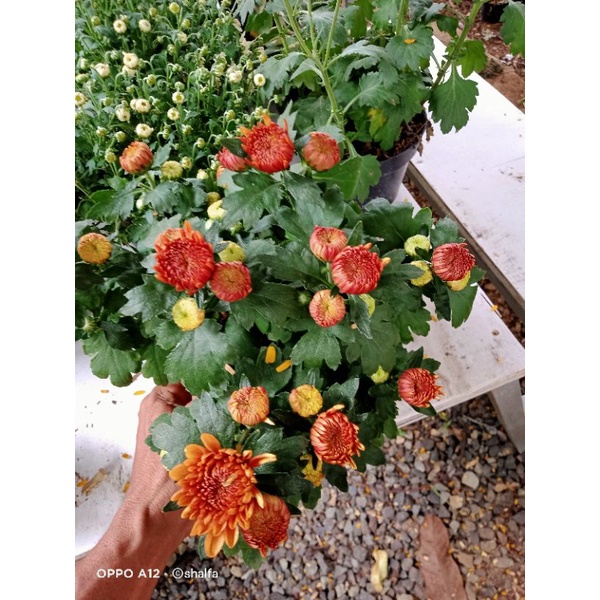Jual berbagai macam warna bunga aster | Shopee Indonesia
