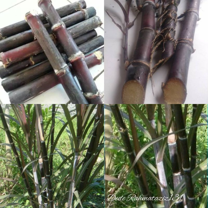 Jual Bibit tebu wulung tebu hitam per 1 batang | Shopee Indonesia