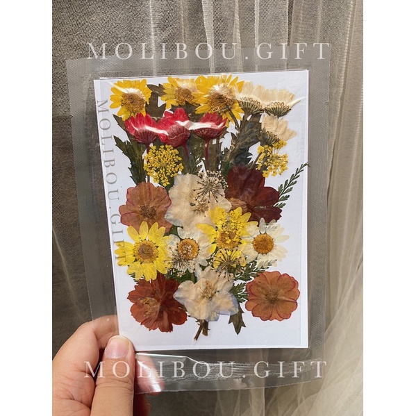 Jual Bunga Kering/Pressed Flower Mixed Natural Dried Flowers untuk DIY ...