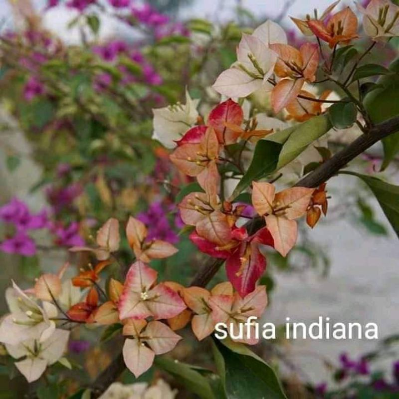Jual Bibit Bougenville Sufia India Ori Sambungan Shopee Indonesia