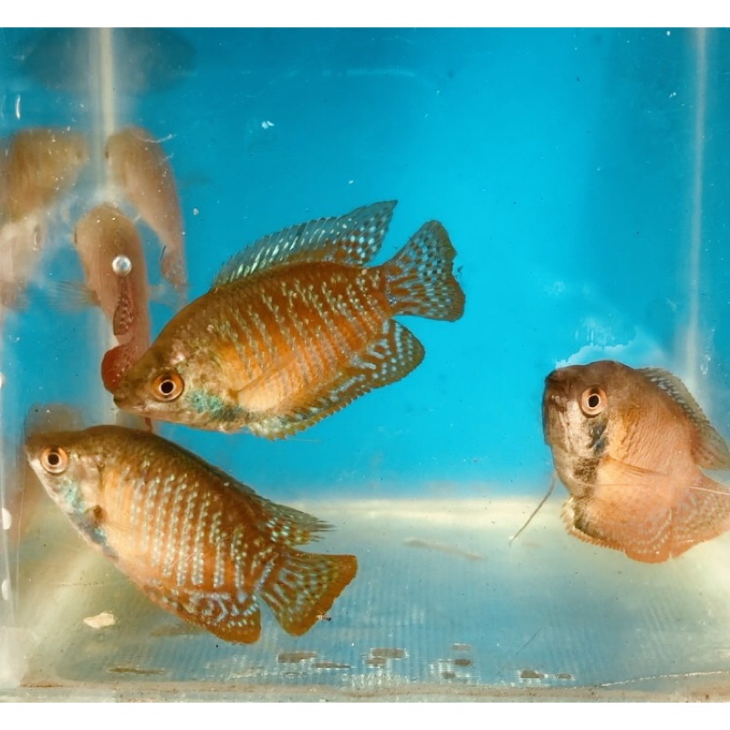 Jual ikan sepat alius isi 5 ekor jantan | Shopee Indonesia