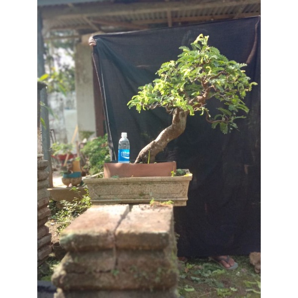 Jual Bonsai Asem Jawa Unik | Shopee Indonesia