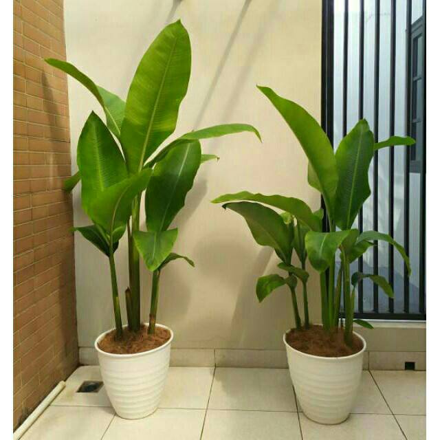 Jual Pohon Pisang karibay pohon hias indoor per pohon 60 cm | Shopee ...
