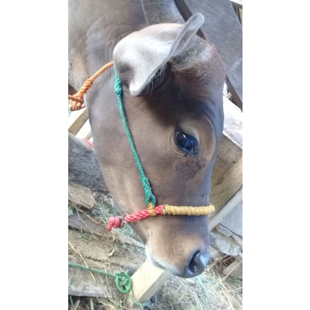 Jual Halter sapi/Tebang Sapi /Tali pengikat kepala sapi Bali/Biasa ...