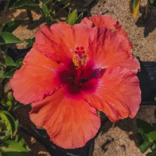 Jual Tanaman Bunga Sepatu / Bunga Hibiscus Tumpuk Bangkok | Shopee ...