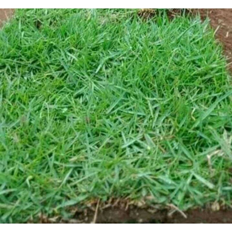 Jual rumput Jepang 1 meter | Shopee Indonesia