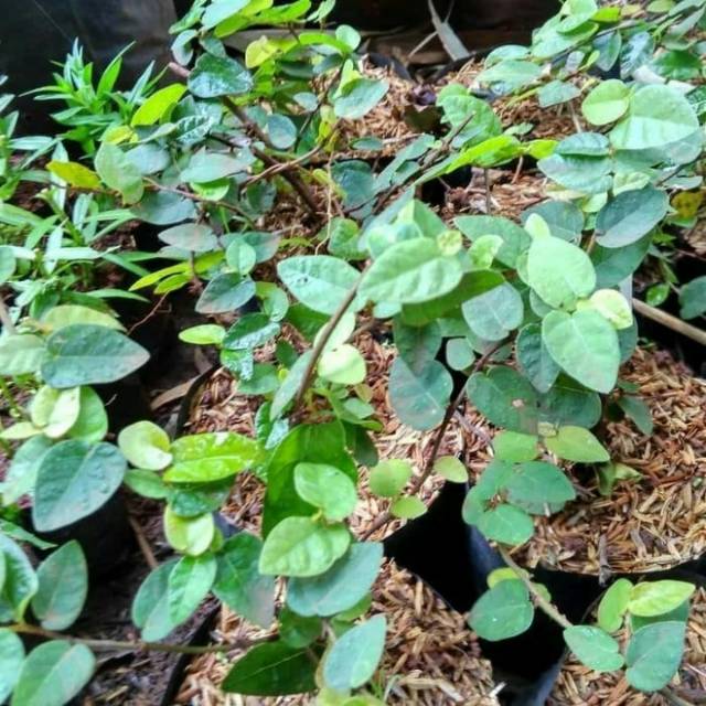 Jual 3pcs Tanaman hias dolar rambat mini | Shopee Indonesia