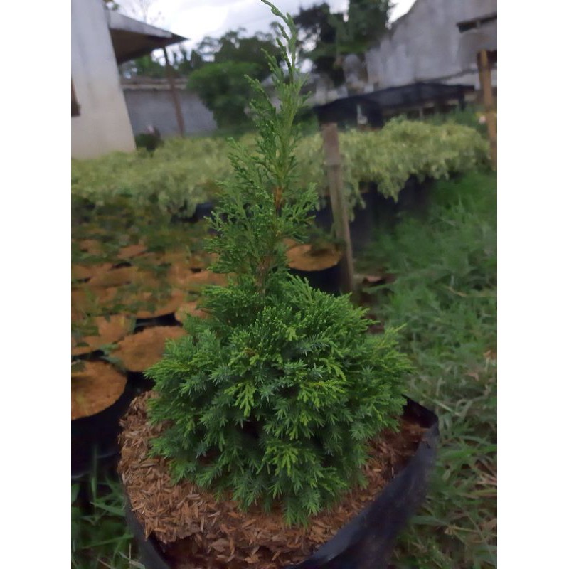 Jual cemara papua | Shopee Indonesia