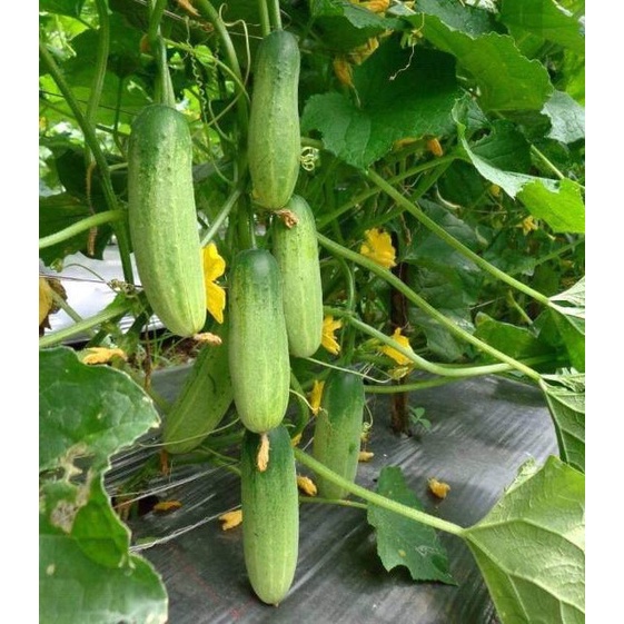 Jual 10 biji benih timun/mentimun lokal bibit tanaman sayuran unggul ...