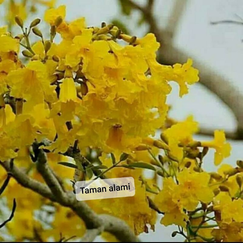 Jual tanaman bunga sakura indonesia tabebuya kuning - bunga tabebuya ...